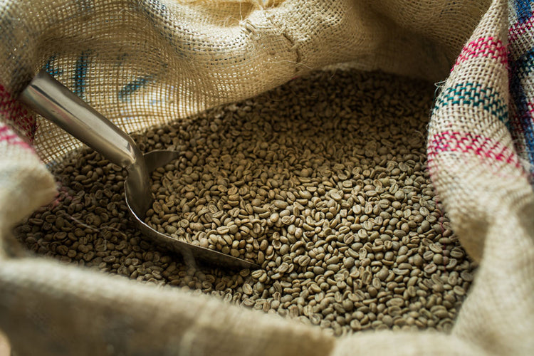 Panama Geisha Coffee Beans – HAUTE COFFEE ROASTERS